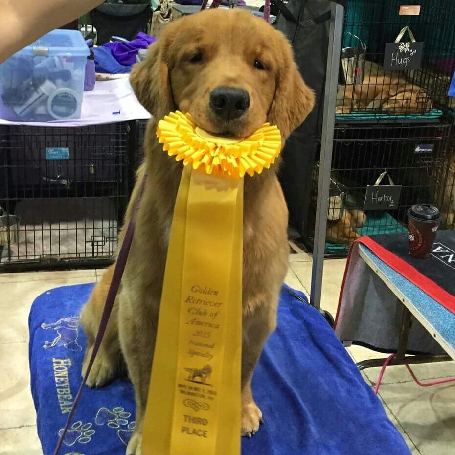 Gallery – Sunbolyn Golden Retrievers, Pennsylvania