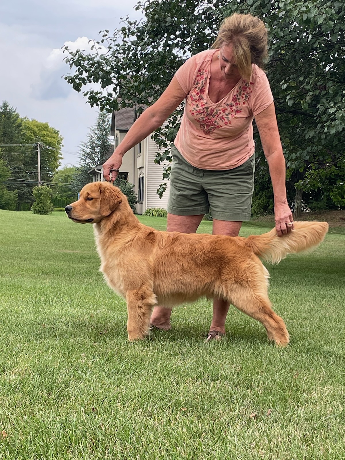Jack – Sunbolyn Golden Retrievers, Pennsylvania