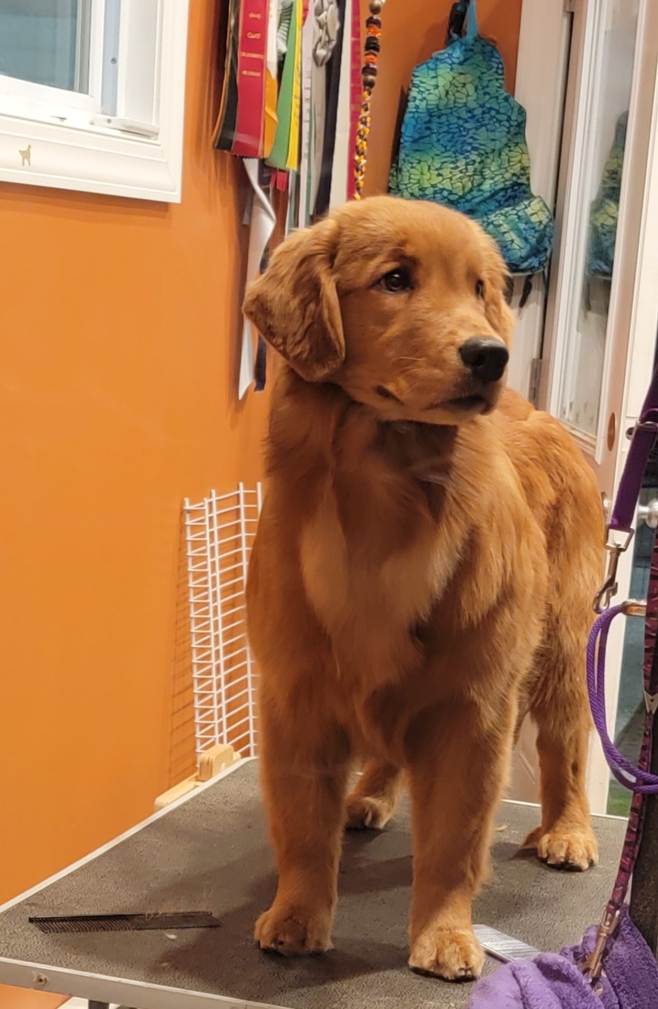 Image – Sunbolyn Golden Retrievers, Pennsylvania