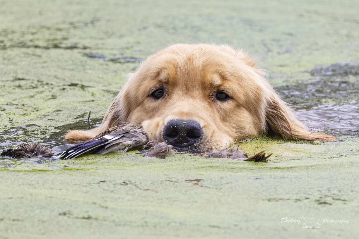 Ronan – Sunbolyn Golden Retrievers, Pennsylvania