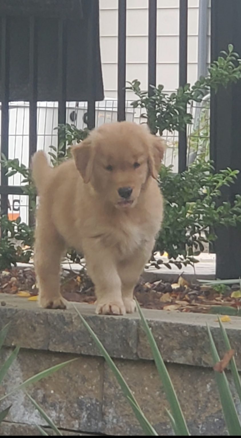 Image – Sunbolyn Golden Retrievers, Pennsylvania