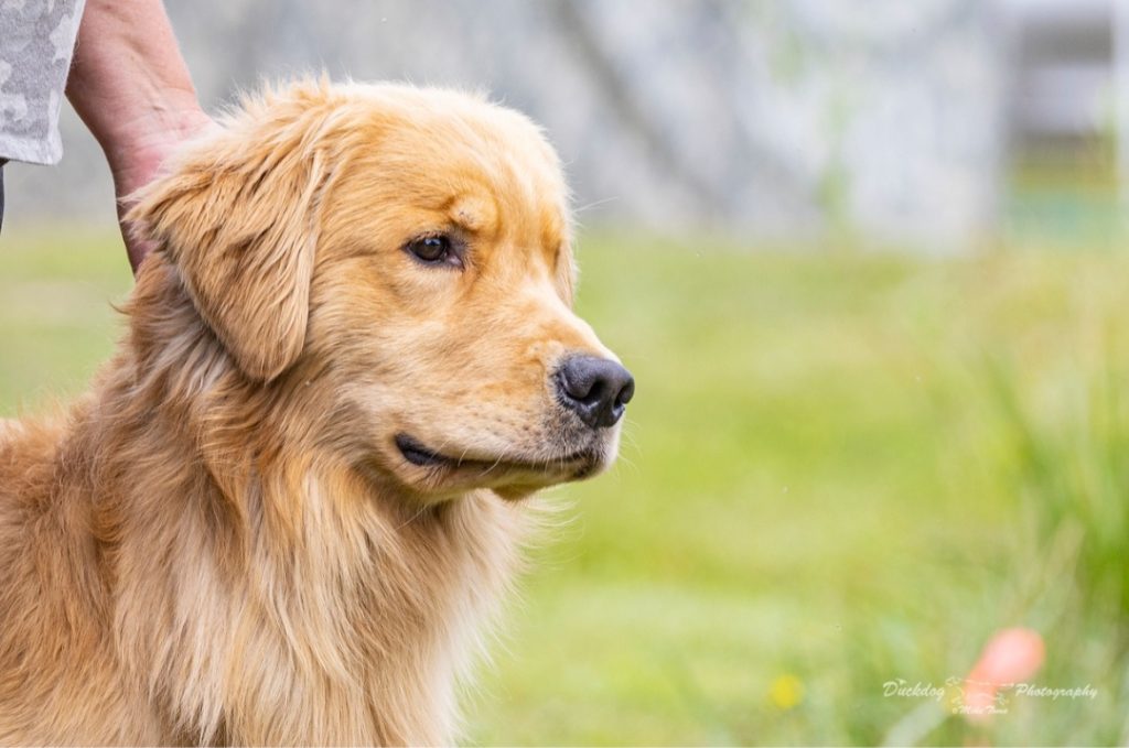Ronan – Sunbolyn Golden Retrievers, Pennsylvania