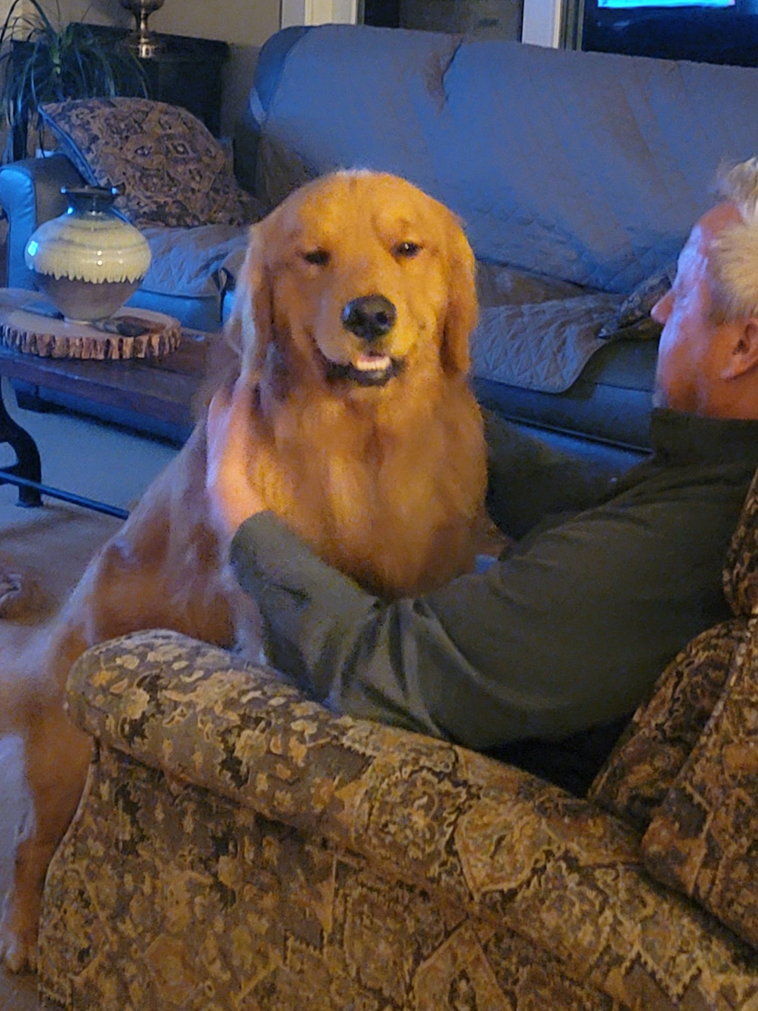 Jack – Sunbolyn Golden Retrievers, Pennsylvania