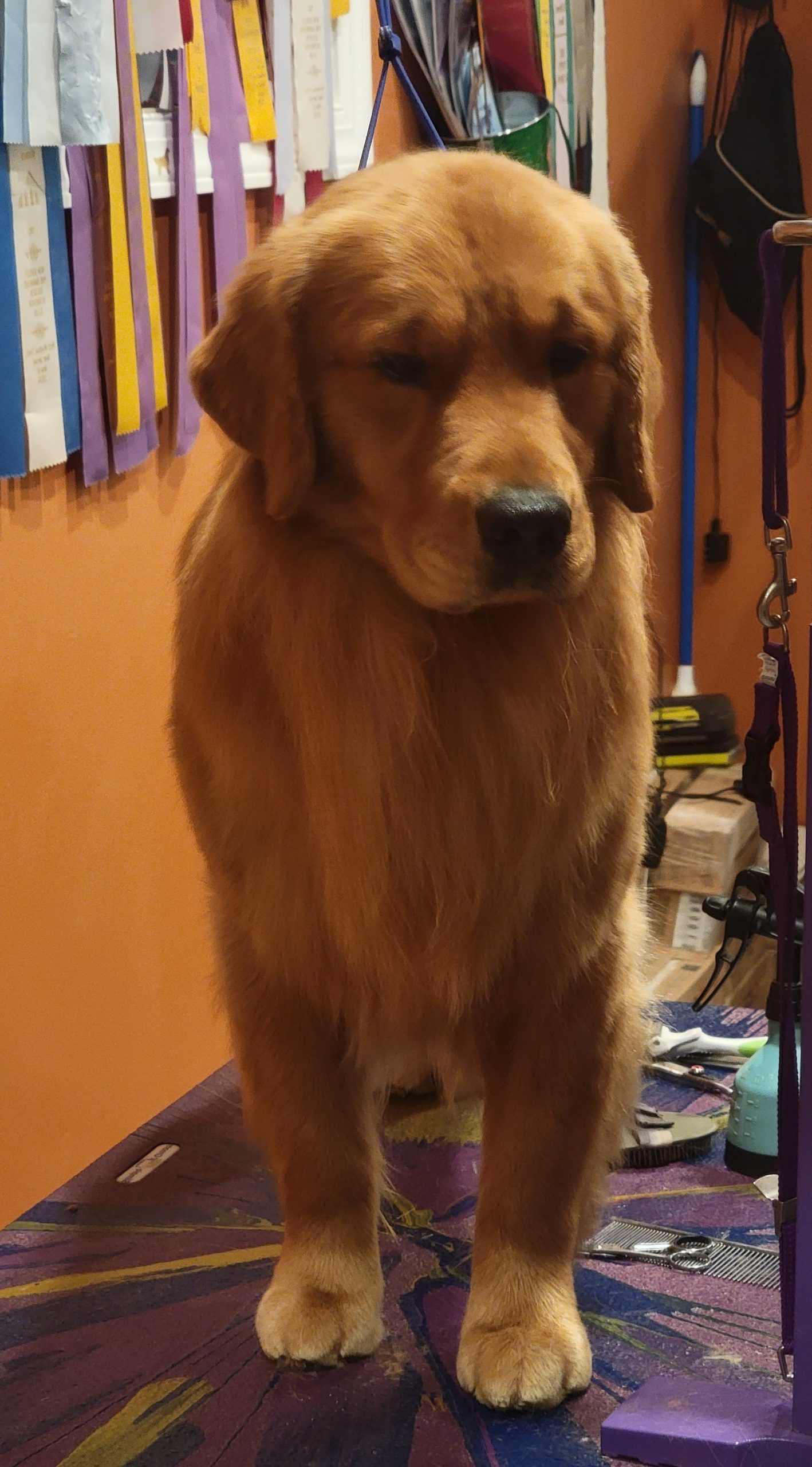 Jack – Sunbolyn Golden Retrievers, Pennsylvania