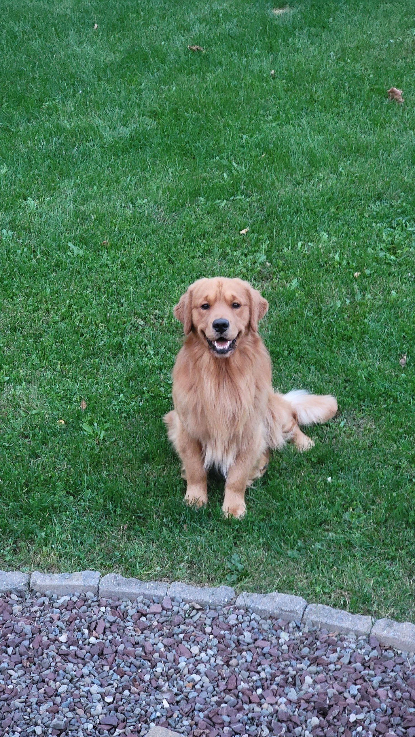 Jack – Sunbolyn Golden Retrievers, Pennsylvania