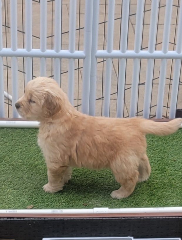 Apple – Sunbolyn Golden Retrievers, Pennsylvania